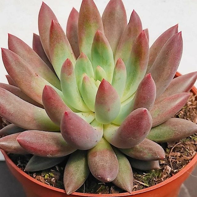 ECHEVERIA ANGEL FINGERS POTE 11 (sem raiz)