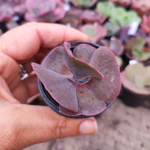 E. gibb. kimel 3E pote 6 - emite carunculas - corte cicatrizado - NOVIDADE